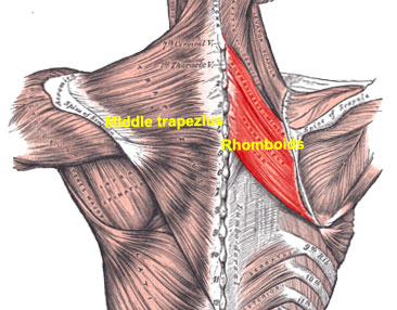 rhomboid-mid-trap – CORE Chiropractic